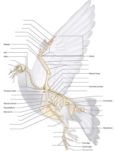 Bird Skeleton Diagram Quizlet