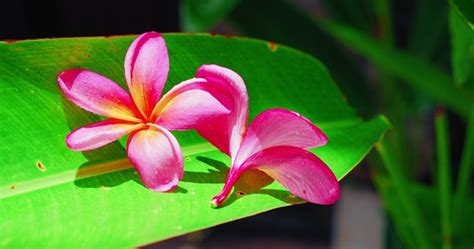 녹색 열대 우림 야자수 가지와 젖은 타락한 플루메리아 꽃이 클로즈업됩니다 밝은 초목 핑크 프랜지파니 이국적인 나무와 발리 섬의 덤불 열대 우림 자연 풍경입니다 0명에 대한