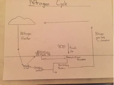 Nutrient Cycling Flow Zachary S Ecology Project