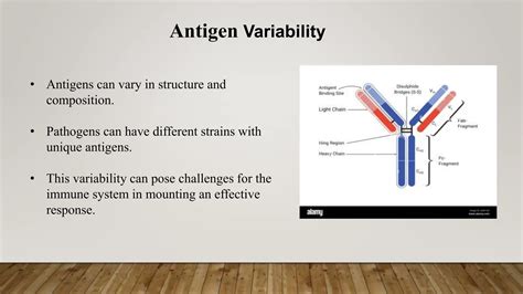 What Is Antigen Presentationpptx Chemistry Ppt Ppt