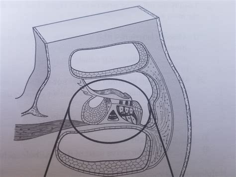 Exam 4 Cochlea Cross Section Diagram Quizlet