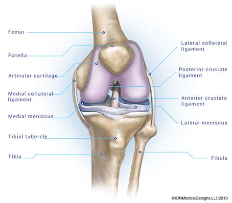 Articular Cartilage Joint Preservation Center