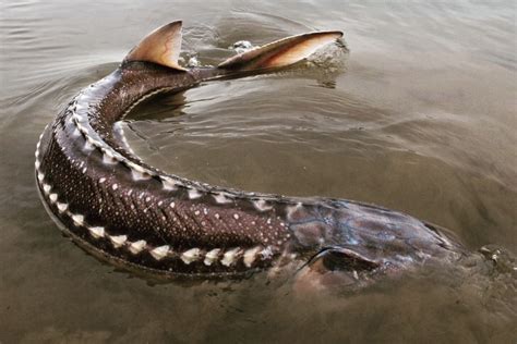 Scientists Investigating Deaths Of Giant Sturgeon In Bcs Nechako