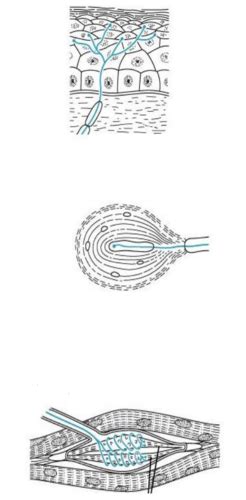 Lecture 4 Structure And Function Of The Somatosensory System Flashcards Quizlet