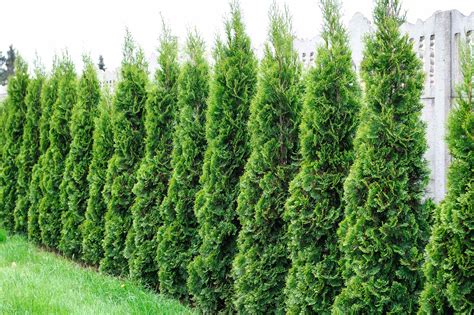 Types Of Evergreen Trees