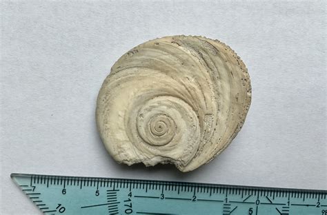 What Kind Of Gastropod Fossil Id The Fossil Forum