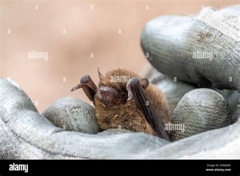 Soprano Pipistrelle Bat Pipistrellus Pygmaeus In Hand Of A Licenced Surveyor Surrey England