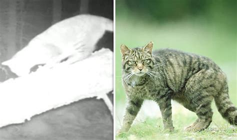 World Famous Giraffe Misha Behind Touching Kiss Photo Dies At Perth