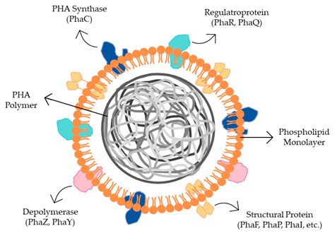 The Role Of Bacterial Polyhydroalkanoate Pha In A Sustainable Future A Review On The