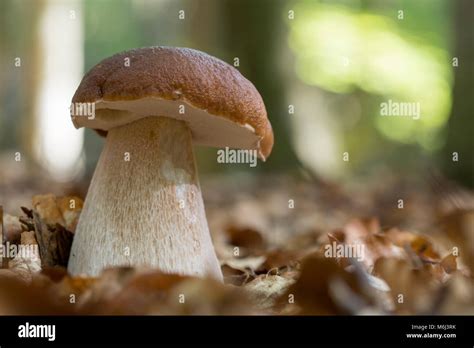 King Bolete Identification At Garry Richmond Blog