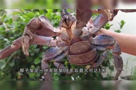 椰子蟹的钳子力量有多大关在铁笼后震惊了 钳子 铁笼 力量