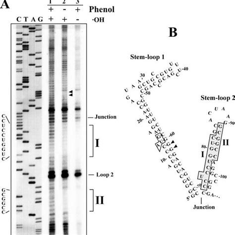 The Second Stem Loop Structure From The End Is Protected From Download Scientific Diagram