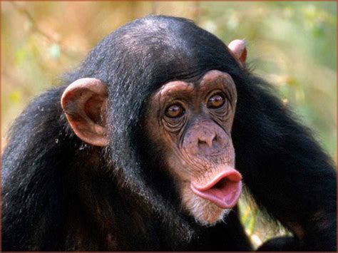 The Meaning And Symbolism Of The Word Monkey
