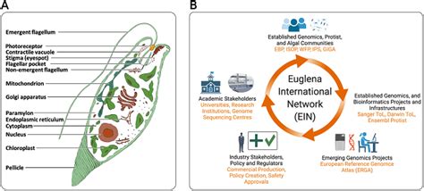 Sequencing Project To Unleash The Biotechnology Potential Of Single Celled Algae