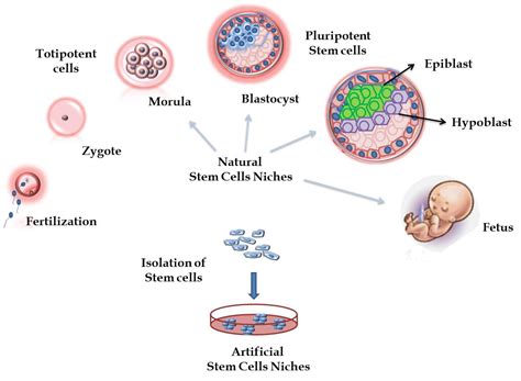 Cell Differentiation Examples