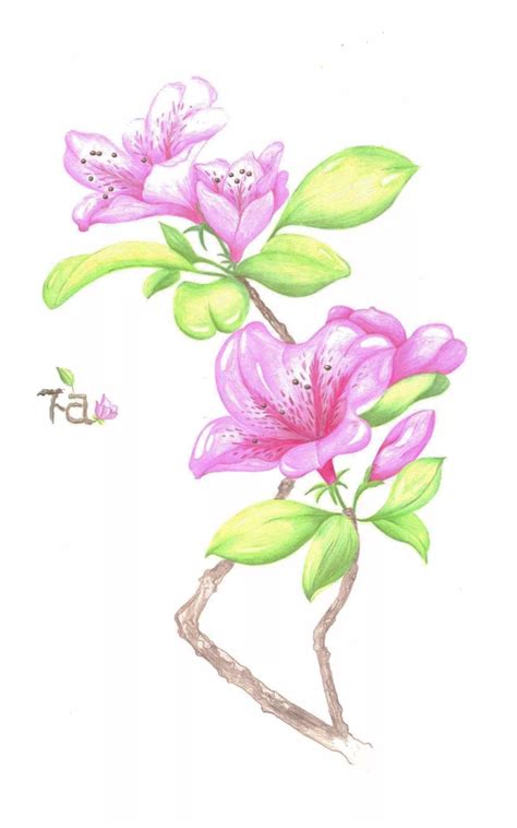花开多季的安酷杜鹃它是何方神圣如此火爆 搜狐大视野 搜狐新闻