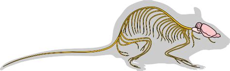 Rat Nervous System Sagittal Shape Figure Science Figures