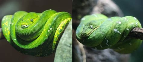 Difference Between Green Tree Python And Emerald Tree Boa Regarding Reptiles