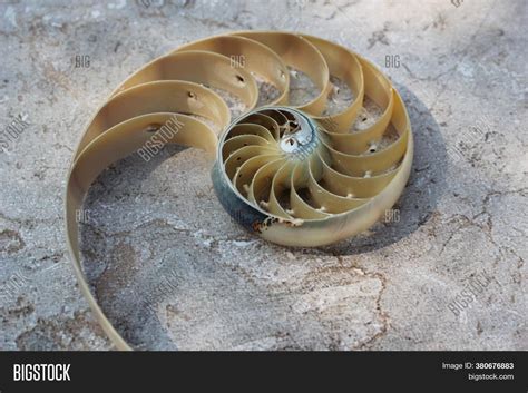 Fibonacci Sequence In Shells