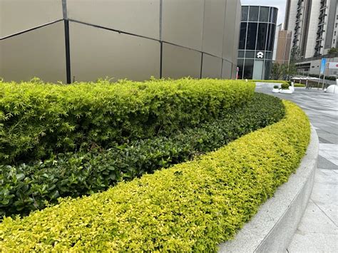 IMG 7778商业街亮金女贞 大叶黄杨 黄金香柳绿篱 花瓣网