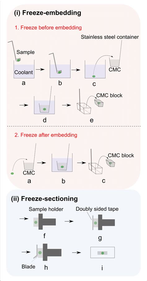 Adhesive Film Assisted Cmc Embedding Method I Freeze Embedding Can Adhesive Film Assisted Cmc Embedding Method I Freeze Embedding Can