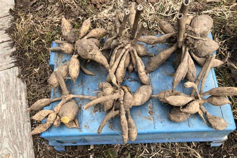 Як правильно підготувати та закласти бульби жоржин до зимового зберігання