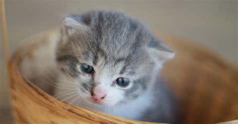 Vrouw 32 Uit Oosterhout Verwaarloosde Huisdieren Rat Eet Andere Rat Op Door Honger