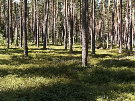 картинки : дерево, трава, солнце, луг, Солнечный лучик, цветок ...