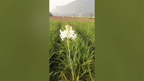 Rajni Full Ka Podha Youtube