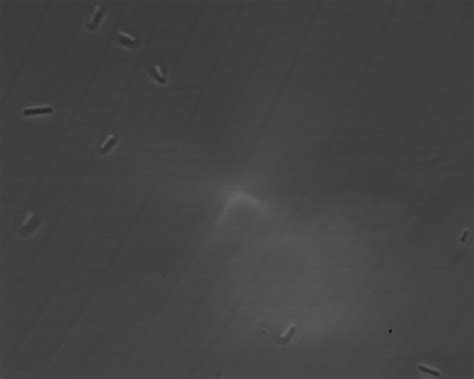 Test Set Object Detection Dataset By Ai Project