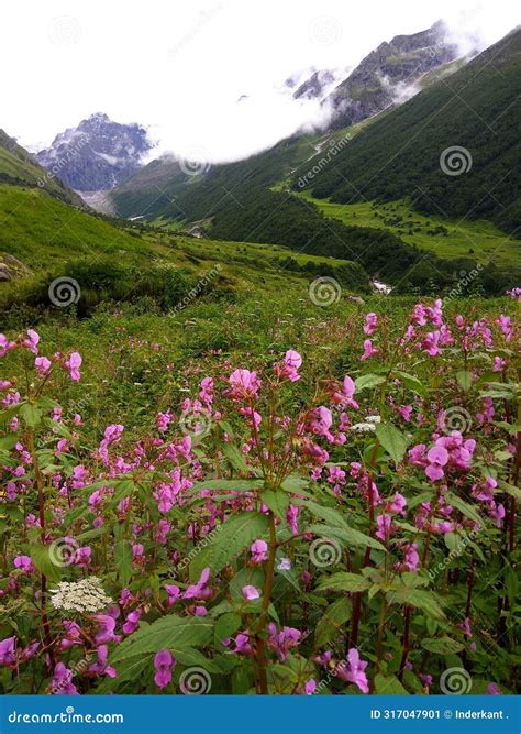 The Valley Of Flowers Nestled In The Indian Himalayas Stock Image