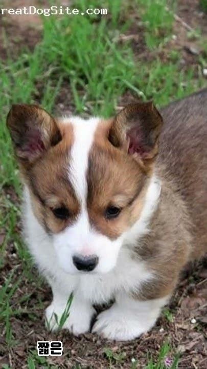 짧은 다리 통통한 엉덩이 영리한 성격으로 많은 사랑을 받는 견종 🐶웰시 코기🐾 Youtube