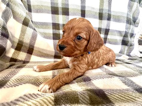 Windy Ranch Doodles Abilene Tx