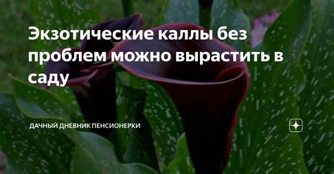 Экзотические каллы без проблем можно вырастить в саду Дачный дневник пенсионерки Дзен