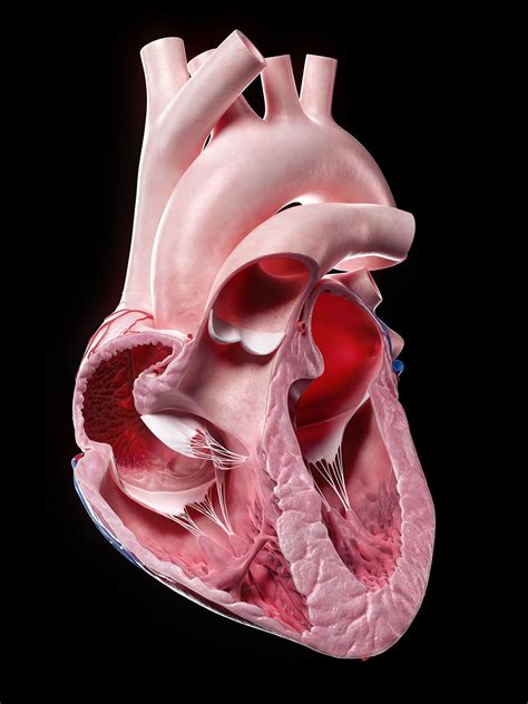 Human Heart Photography