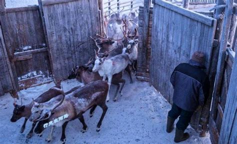 西伯利亚土著雅库特人：颠沛流离三百年的历史 知乎