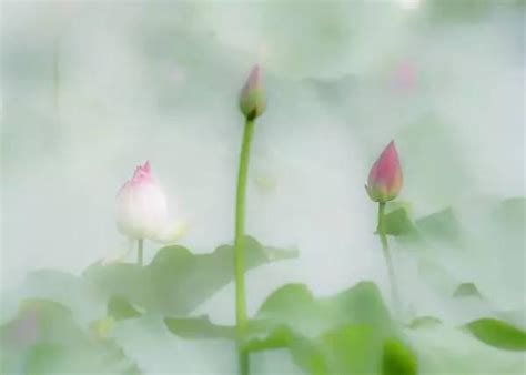 圖說涼都木城湖上雨荷香 每日頭條