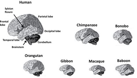 The Primate Neocortex Comparative Psychology Evolution And Development Of Brain And Behavior