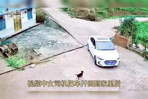 监控下搞笑一幕，女司机倒车，小狗都躲得远远的