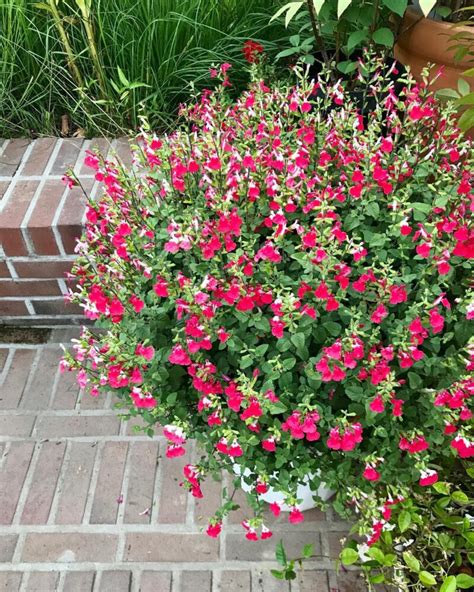 Sage Plant Hot Lips At Roberto Sherrill Blog