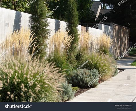 Tall Ornamental Grasses Identification 1 Gal Avalanche Feather Reed
