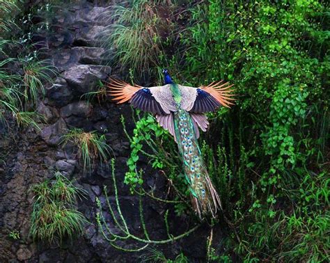 Peacock Flying