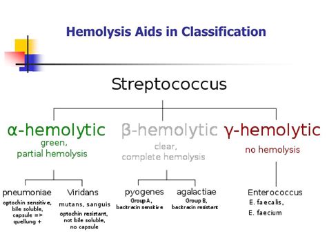 Ppt Streptococcus Powerpoint Presentation Free Download Id2742719
