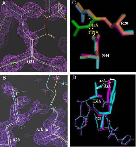 Details Of Alternate Side Chain Conformations A The Side Chain Of Download Scientific