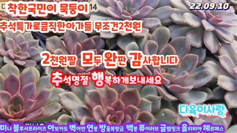 다육이사랑2탄추석특가로 큼직한아가들 무조건2천원블루서프라이즈아보카도벽어연연봉방울복랑금백봉퓨어러브글램핑크샬롯올리비아헤르메스큐빅택배010 6301