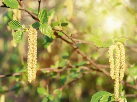 Birch Pollen Allergy Foods To Avoid A Comprehensive Guide