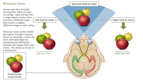 Understanding The Physiology Of The Visual System A D A M OnDemand