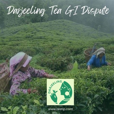 The Gi Dispute Involving Darjeeling Tea Zestip