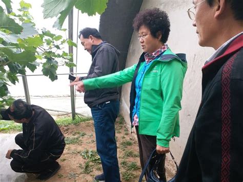 葡萄泰斗常教授來長豐農場考察 每日頭條