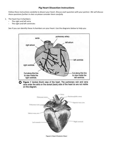 Pig Heart Dissection Guide